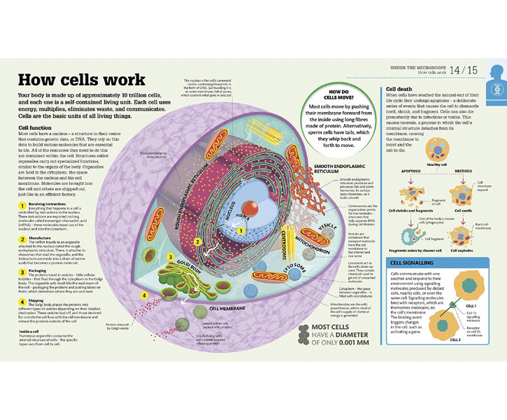 How The Body Works – dBookHaus