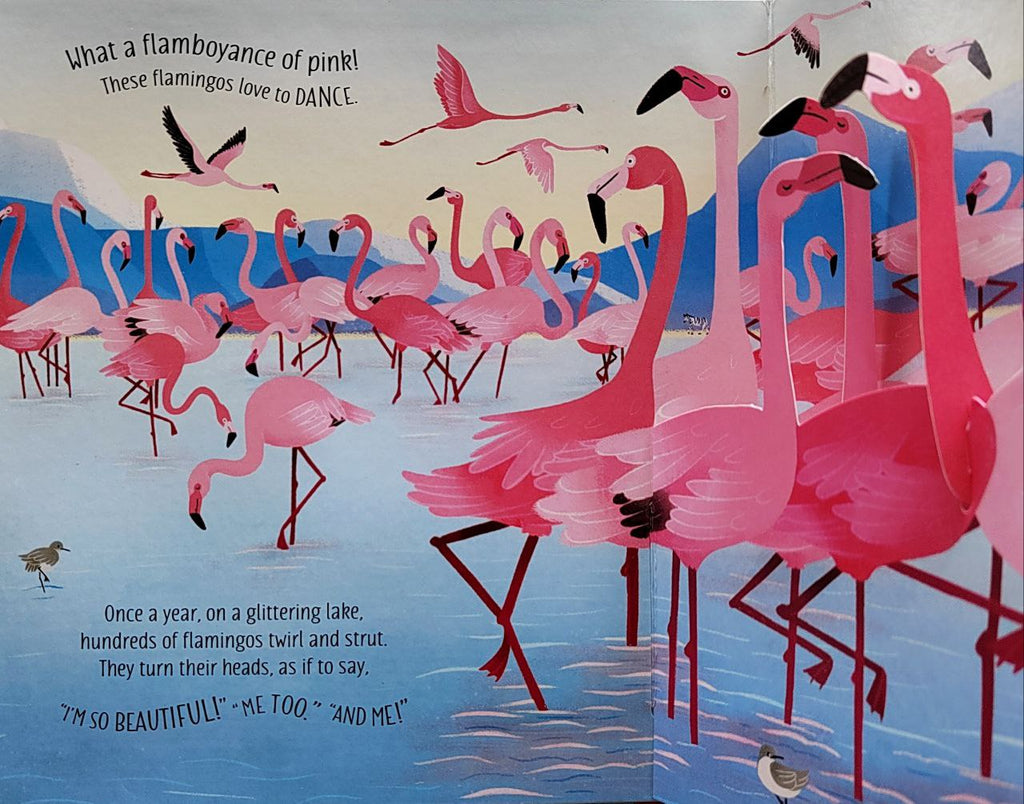 Usborne Pop-up Birds – dBookHaus